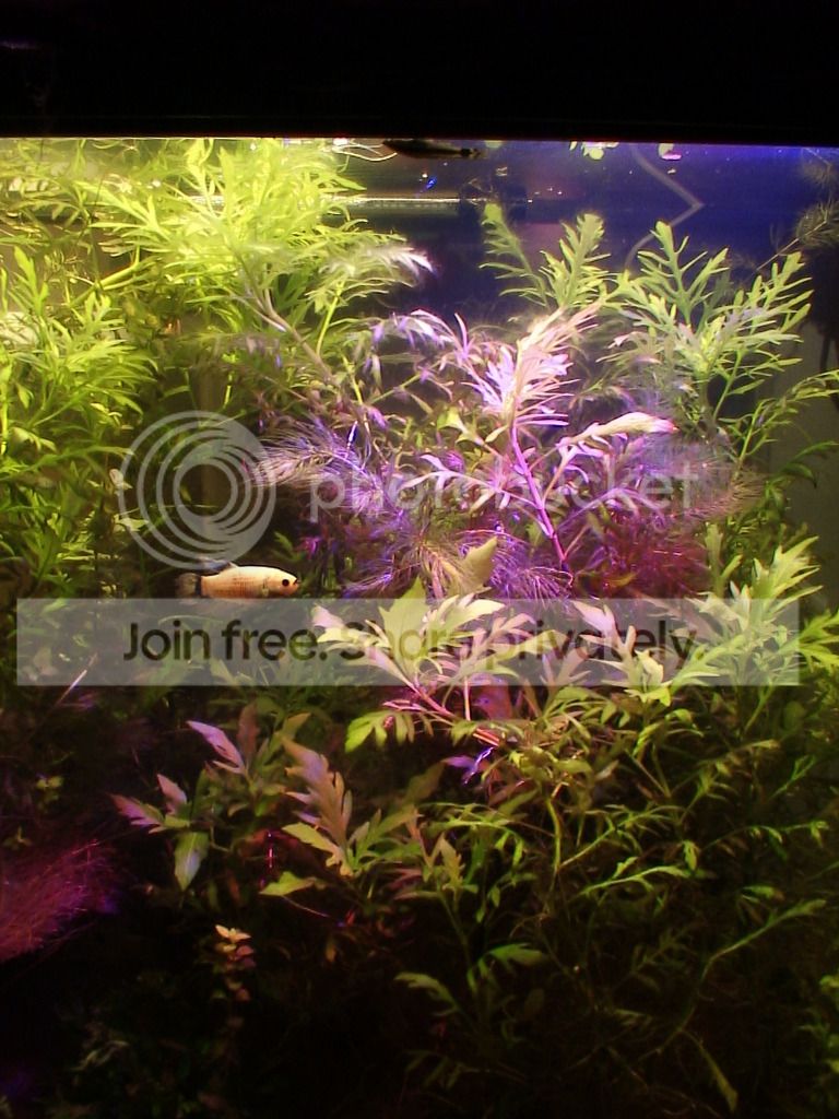 My Experience With LED's | The Planted Tank Forum