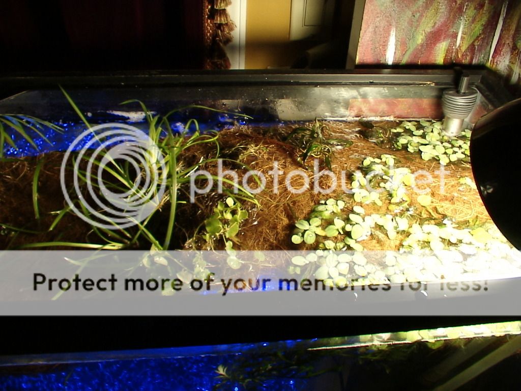 Many Male Bettas In 55 gallon Tank | The Planted Tank Forum